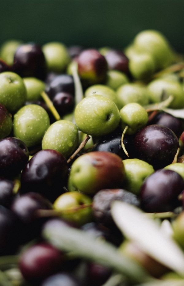 Zed Foods – Fresh & frozen food export